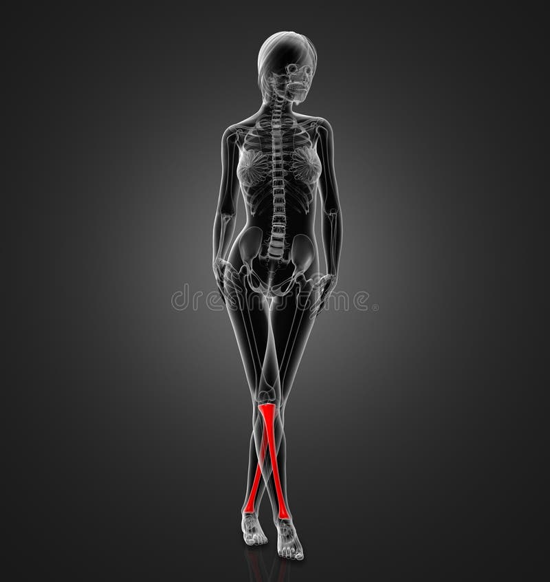 Tibia stock illustration. Illustration of medicine, foot - 82856416