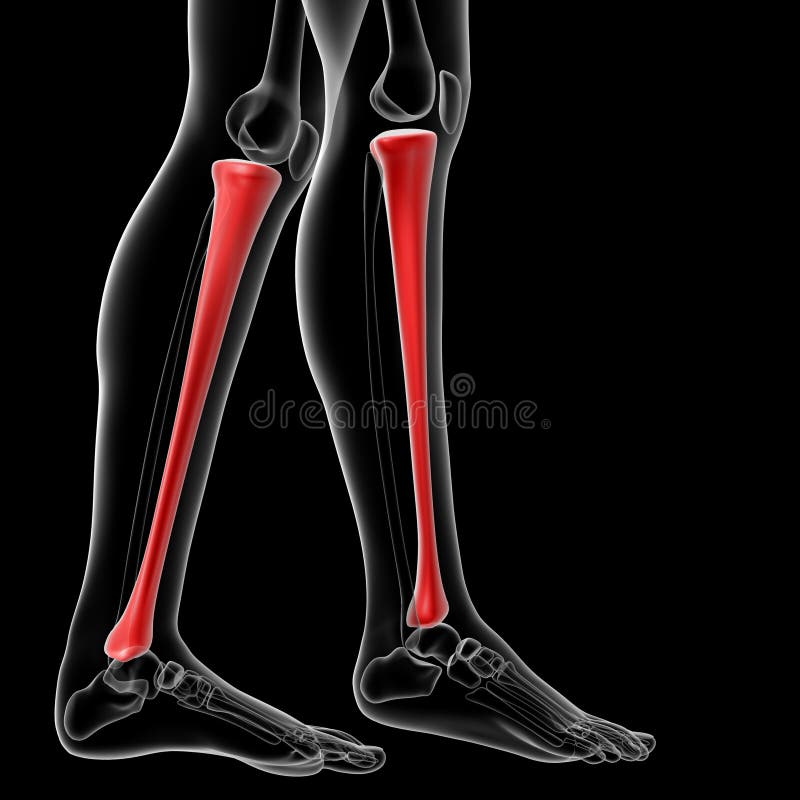 Tibia Stock Illustrations – 8,280 Tibia Stock Illustrations, Vectors ...