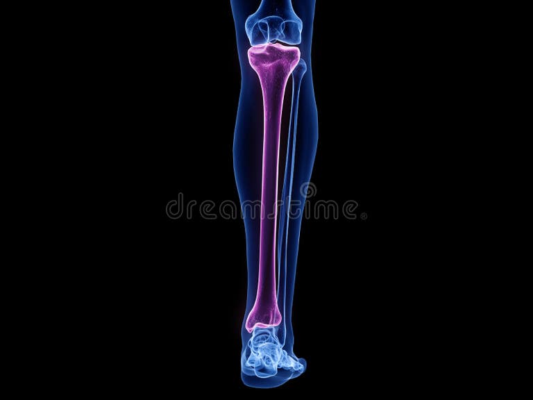 The tibia bone stock illustration. Illustration of transparent - 155220388