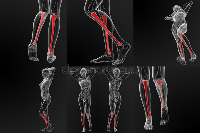 Tibia bone stock illustration. Illustration of health - 82857771
