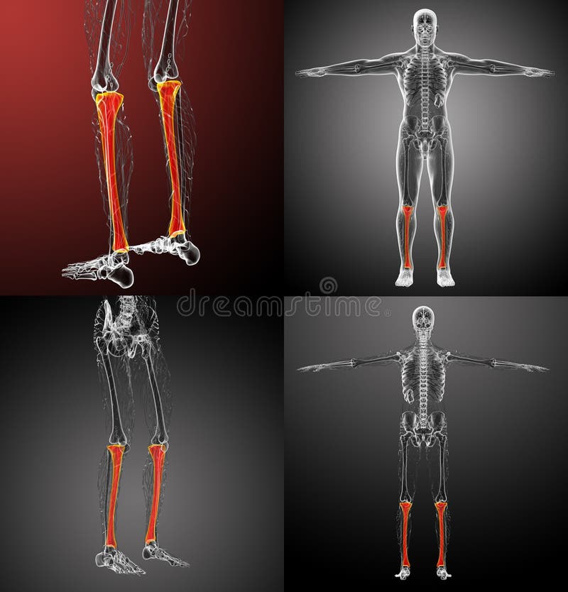 Tibia bone stock illustration. Illustration of tibia - 88886518