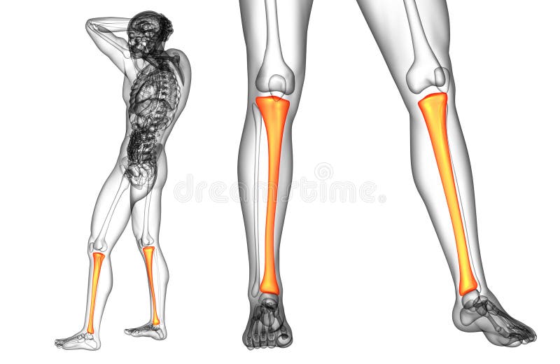 Tibia bone stock illustration. Illustration of tibia - 88891415
