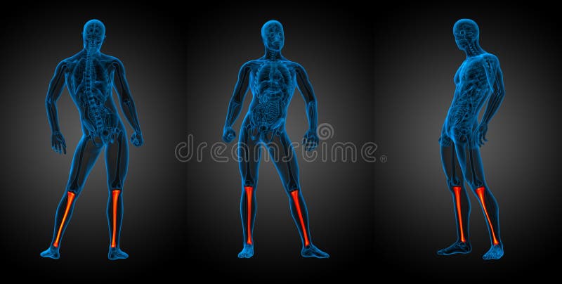 Tibia bone stock illustration. Illustration of feet, ankle - 88899997
