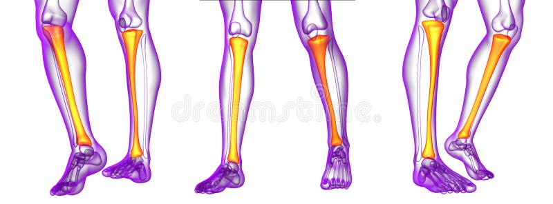Tibia bone stock illustration. Illustration of health - 88905973
