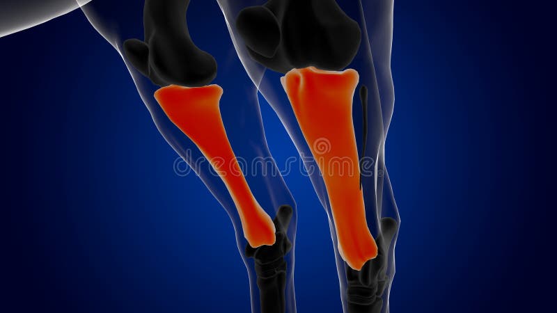 Tibia Bone Horse Skeleton Anatomy for Medical Concept 3D Illustration ...