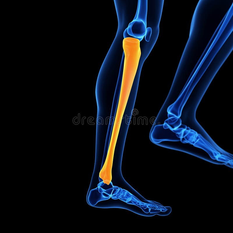 Tibia Stock Illustrations – 7,840 Tibia Stock Illustrations, Vectors ...