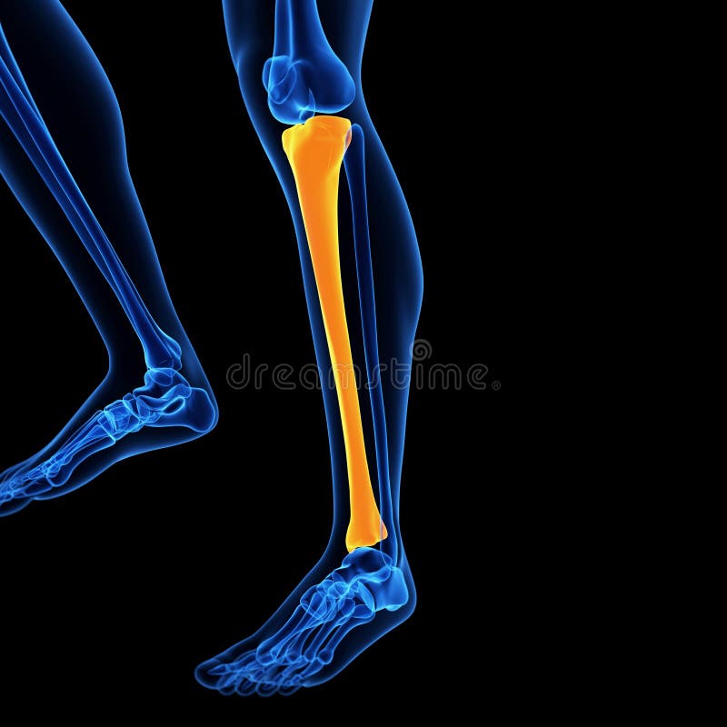 The tibia bone stock illustration. Illustration of medical - 45275803