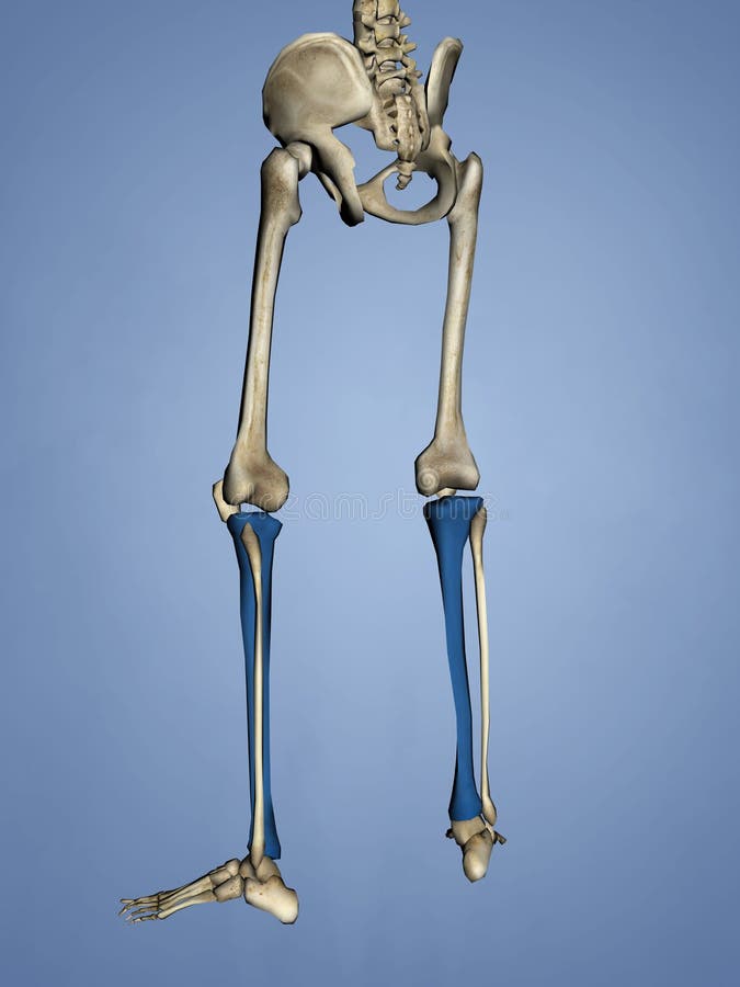 Tibia, 3D Model stock illustration. Illustration of skull - 95215842