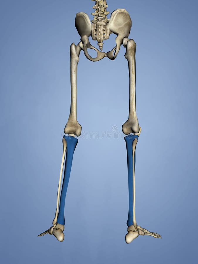 Tibia Stock Illustrations – 6,280 Tibia Stock Illustrations, Vectors ...