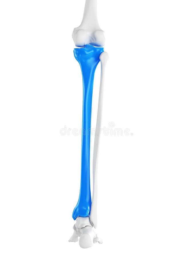 The tibia stock illustration. Illustration of science - 101267225