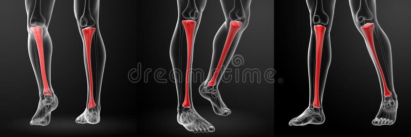 Tibia stock illustration. Illustration of medicine, foot - 82856416