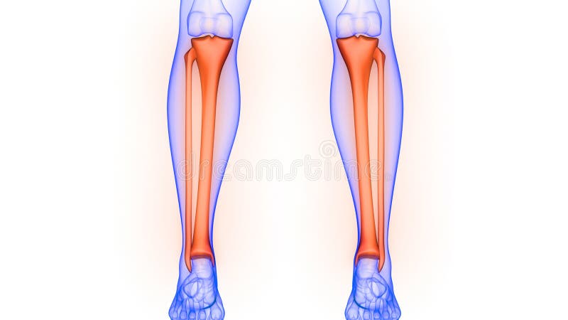 Tibia and Fibula Bone Joints of Human Skeleton System Anatomy 3d ...