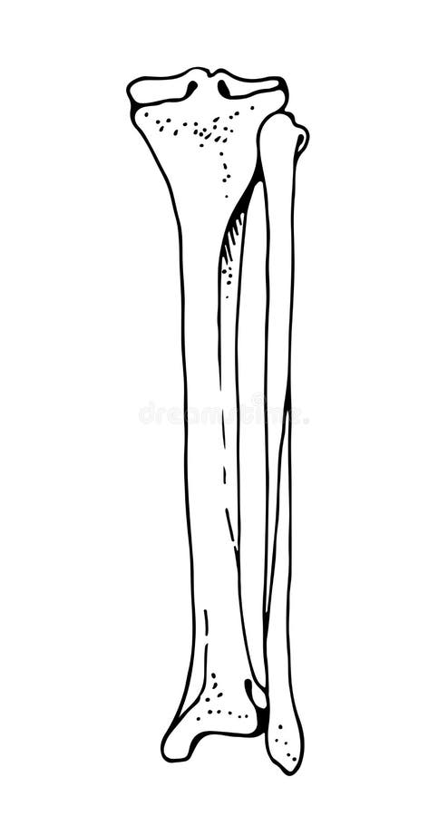 Tibia Drawing Stock Illustrations – 317 Tibia Drawing Stock ...