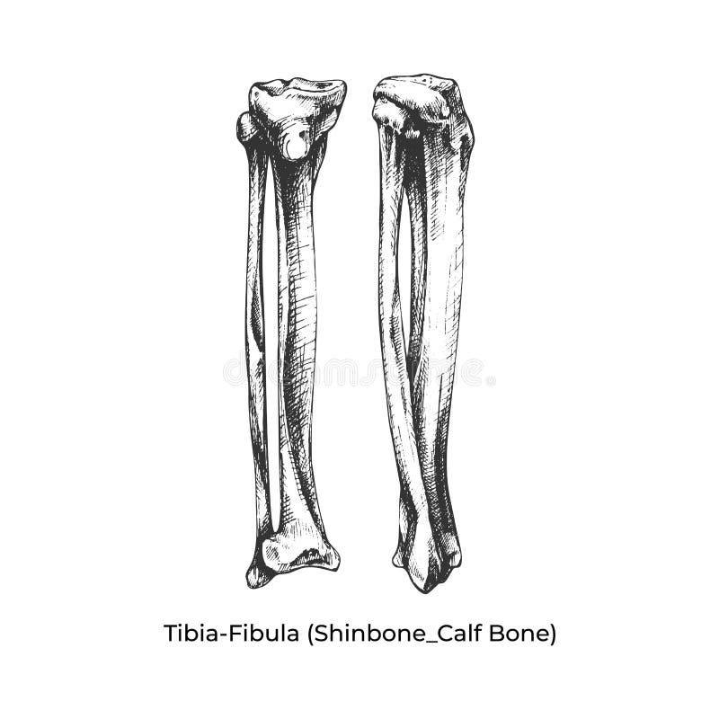 481_Tibia-Fibula Shinbone_Calf Bone Stock Vector - Illustration of ...