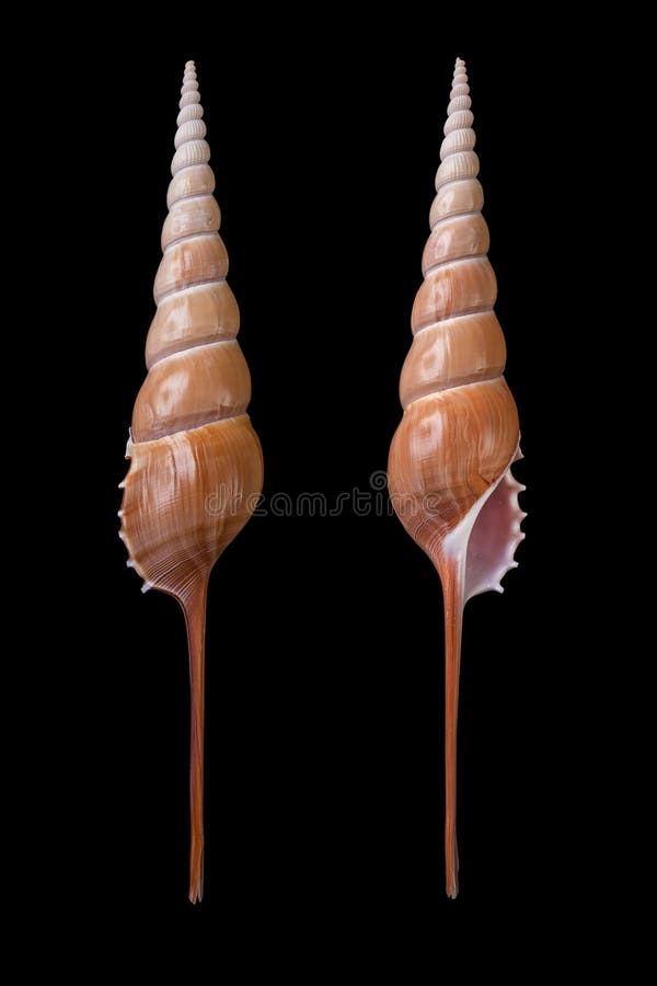 Strombus vittatus stock photo. Image of gastropoda, identify - 188589832