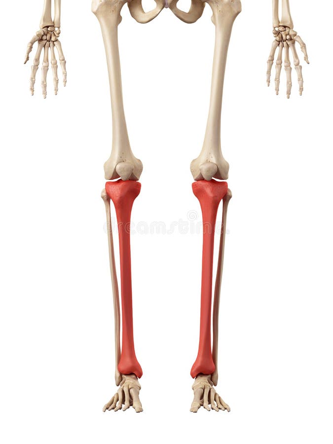 Tibia Stock Illustrations – 6,280 Tibia Stock Illustrations, Vectors ...