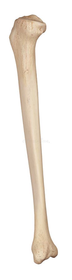 Tibia stock vector. Illustration of medical, vintage - 56053842