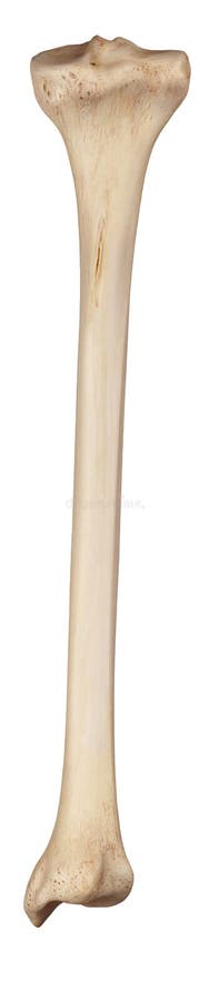 Tibia stock vector. Illustration of medical, vintage - 56053842