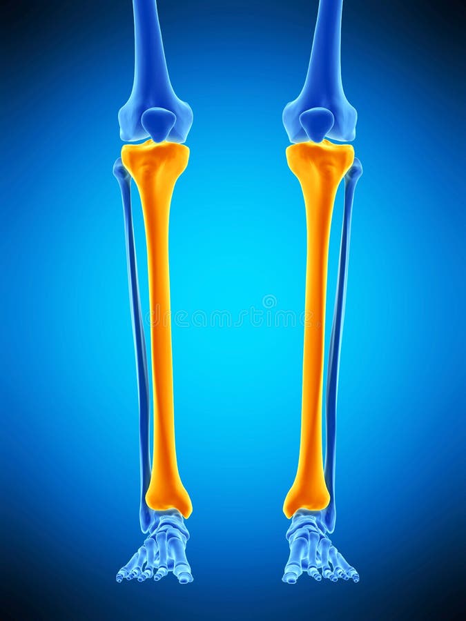 Tibia Stock Illustrations – 7,840 Tibia Stock Illustrations, Vectors ...