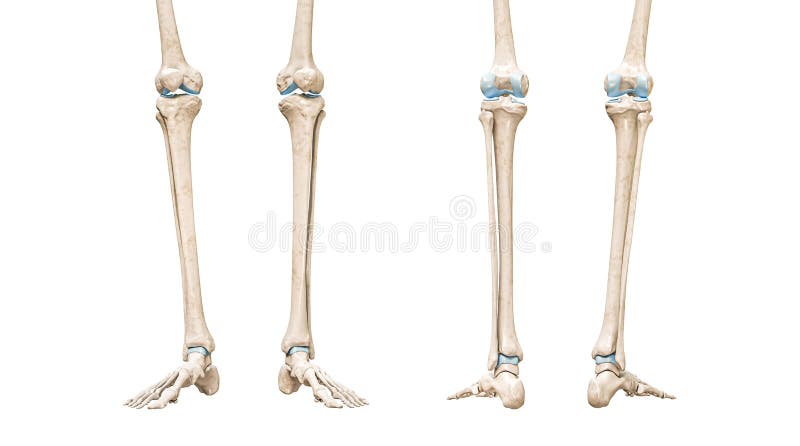 Tibia or Shin Bone Front and Rear Views 3D Rendering Illustration ...