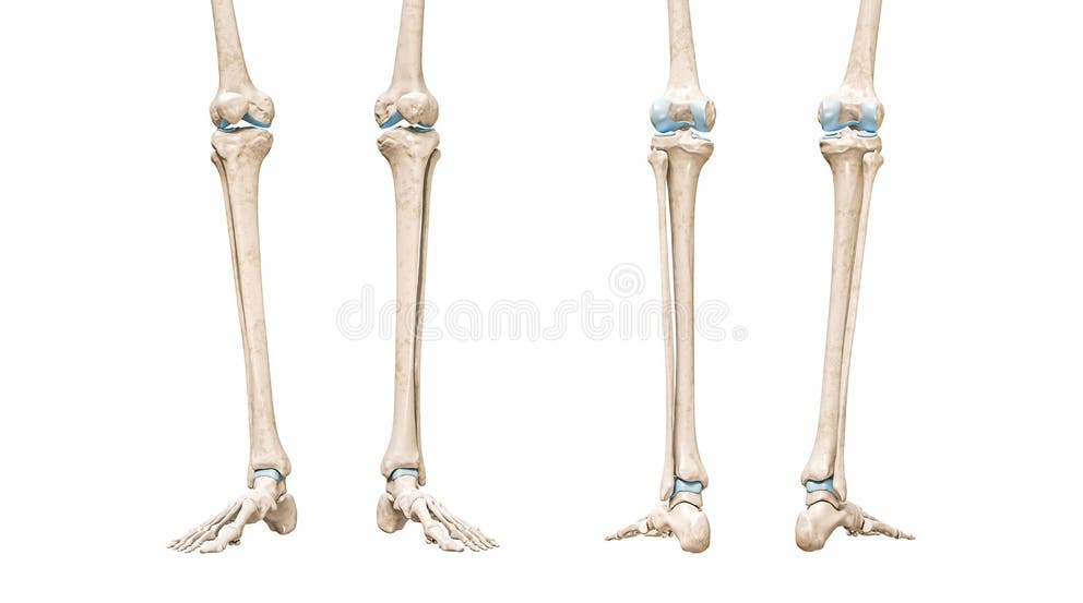 Tibia or Shin Bone Front and Rear Views 3D Rendering Illustration ...