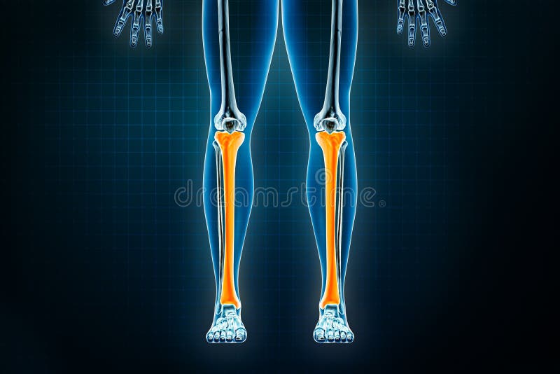 Tibia or Shinbone X-ray Front or Anterior View. Osteology of the Human ...