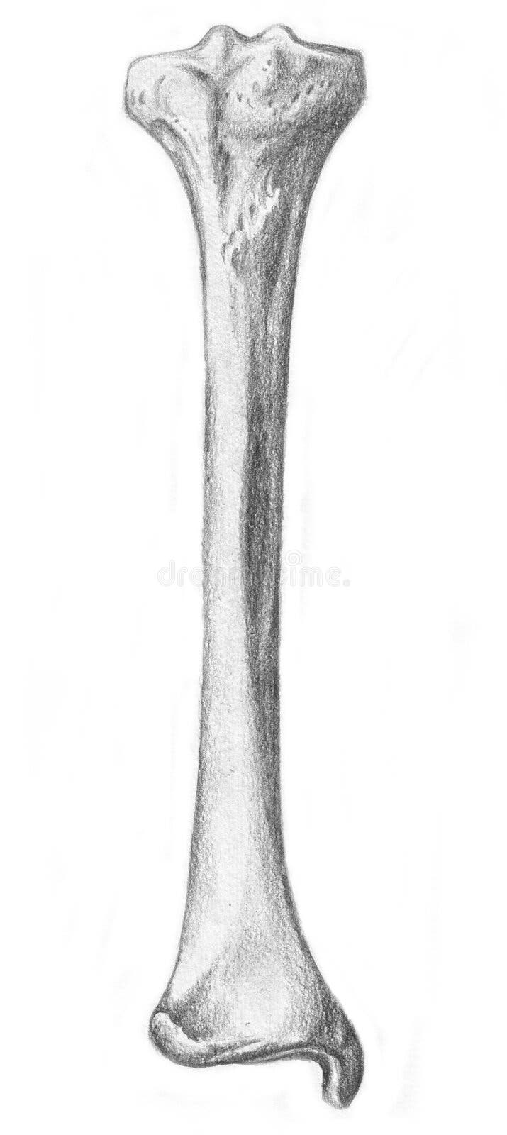 Tibia Bone Stock Illustrations – 7,189 Tibia Bone Stock Illustrations ...