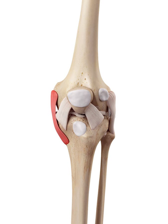 The Tibial Collateral Ligament Stock Illustration - Illustration of ...