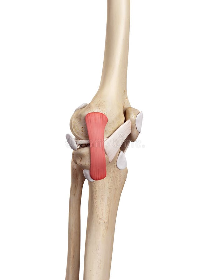 The Tibial Collateral Ligament Stock Illustration - Illustration of ...