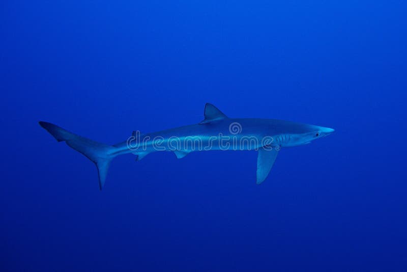 Tiburón Azul En Océano Atlántico Foto de archivo - Imagen de sano ...
