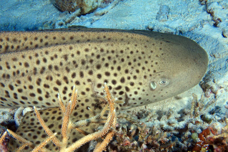 Tiburón De La Cebra, Fasciatum De Stegostoma Imagen de archivo - Imagen ...