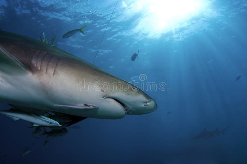 Tiburón De Limón Y Pescados Del Remora Foto de archivo - Imagen de ...