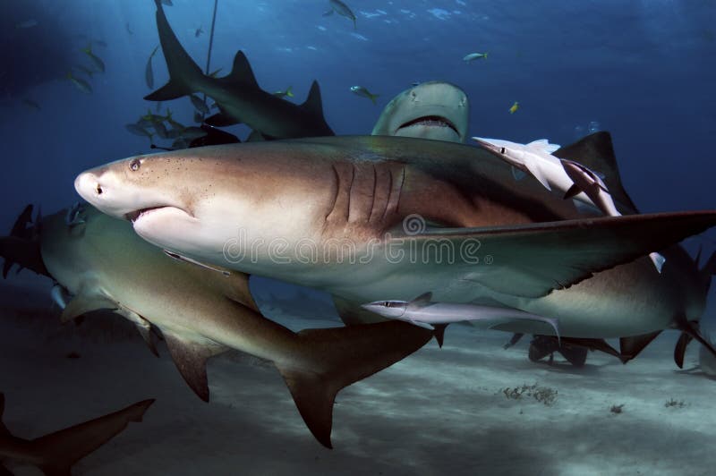 Tiburón de limón imagen de archivo. Imagen de yermo, recorrido - 23181283