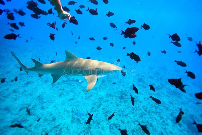 Tiburón de limón imagen de archivo. Imagen de pescados - 31352137