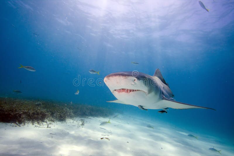 Tiburón de limón foto de archivo. Imagen de peligro, vieira - 35070312