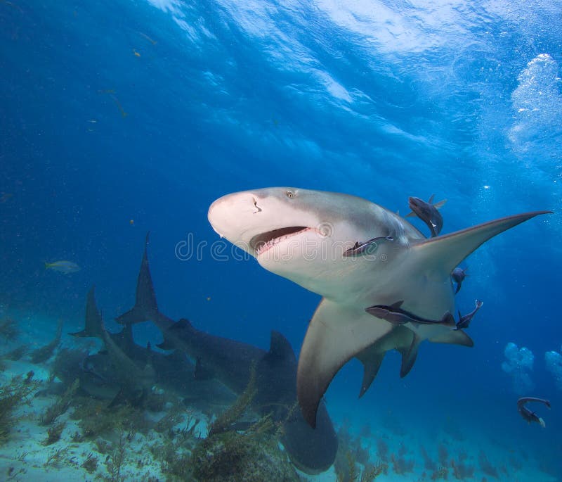 Tiburón de limón foto de archivo. Imagen de agua, animales - 60693944