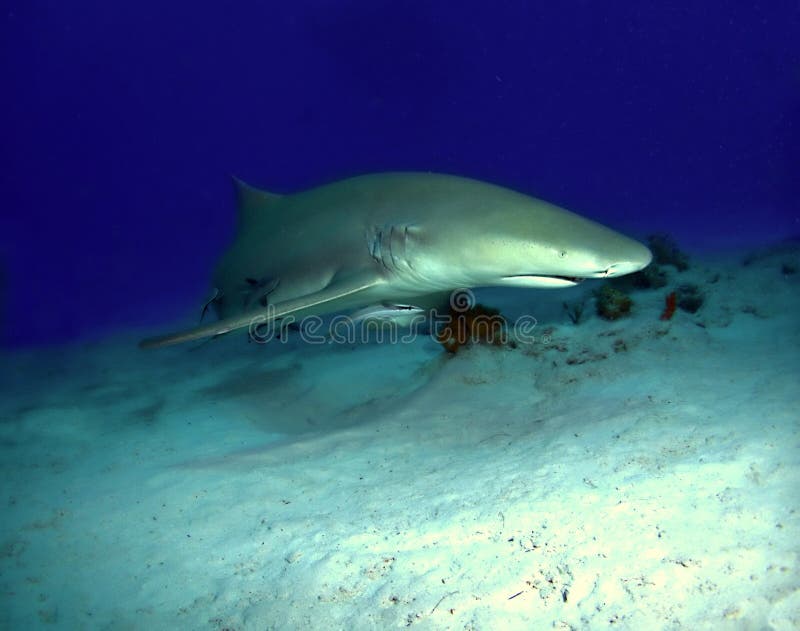 Tiburón limón foto de archivo. Imagen de macro, dientes - 224108268