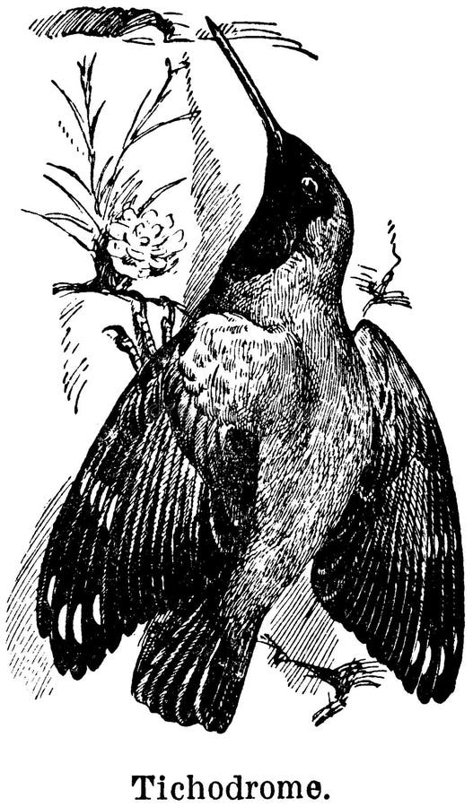 Beak, Bird, Owl, Clip Art Picture. Image: 97168771