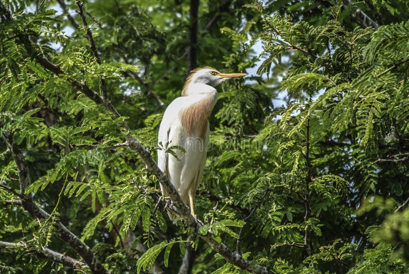 Tick bird 2 stock photo. Image of leaf, woodland, animal - 237761524