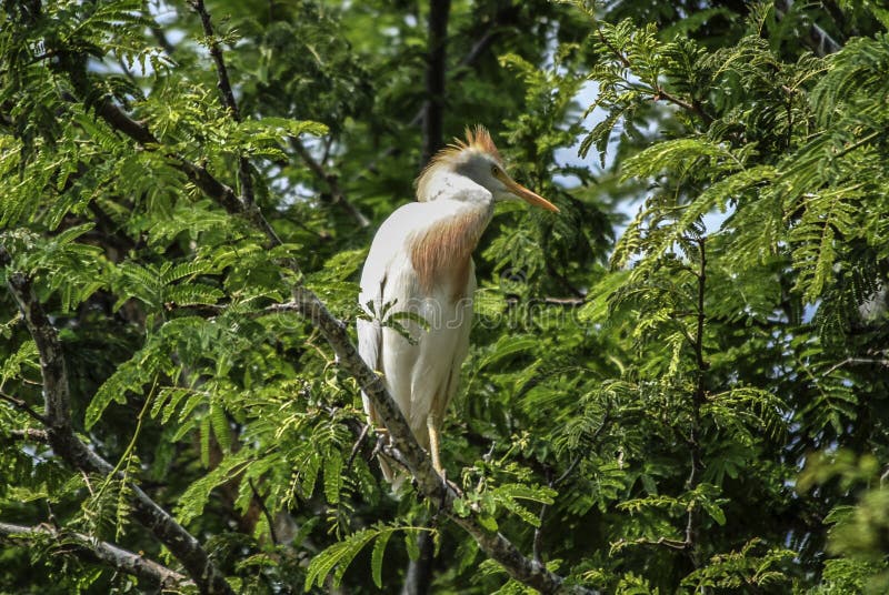 Tick birds 1 stock image. Image of tree, birds, green - 237761487