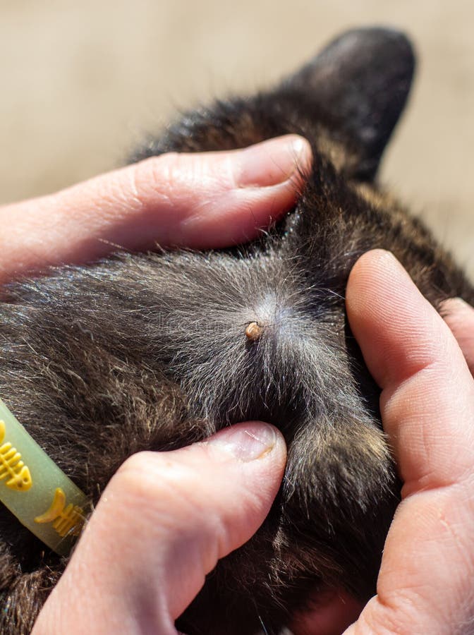 Tick on a Cat. Selective Focus Stock Image - Image of borreliosis ...