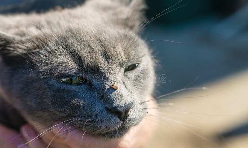 Tick on a Cat. Selective Focus Stock Image - Image of mite, carrier ...