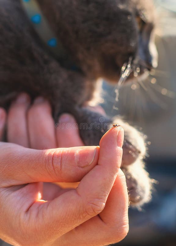 Tick on a Cat. Selective Focus Stock Photo - Image of pest, skin: 377213702
