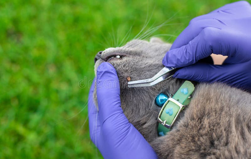 Tick on a Cat. Selective Focus Stock Photo - Image of health, nature ...