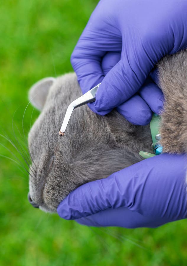 Tick on a Cat. Selective Focus Stock Image - Image of bite, banner ...