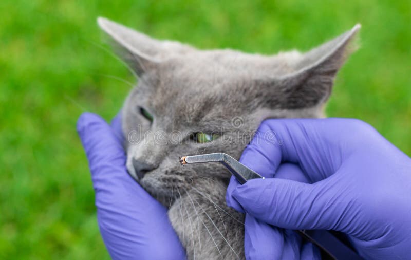 Tick on a Cat. Selective Focus Stock Image - Image of lyme, bloodsucker ...