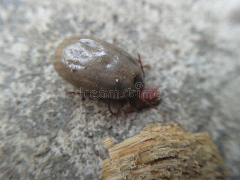 Tick on cement floor stock image. Image of clsoe, moth - 208322229