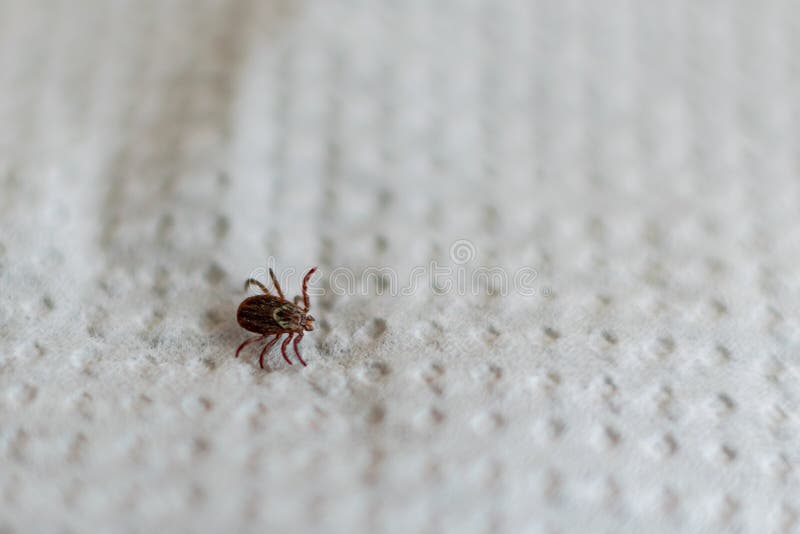 Tick on white paper stock image. Image of danger, canine - 138177855