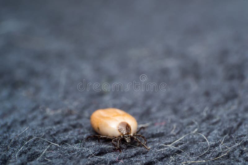 The Tick on the Clothing Material Stock Photo - Image of closeup, white ...