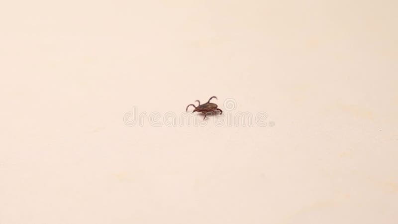 Tick Crawling on White Background in Isolated Macro Shot Stock Footage ...
